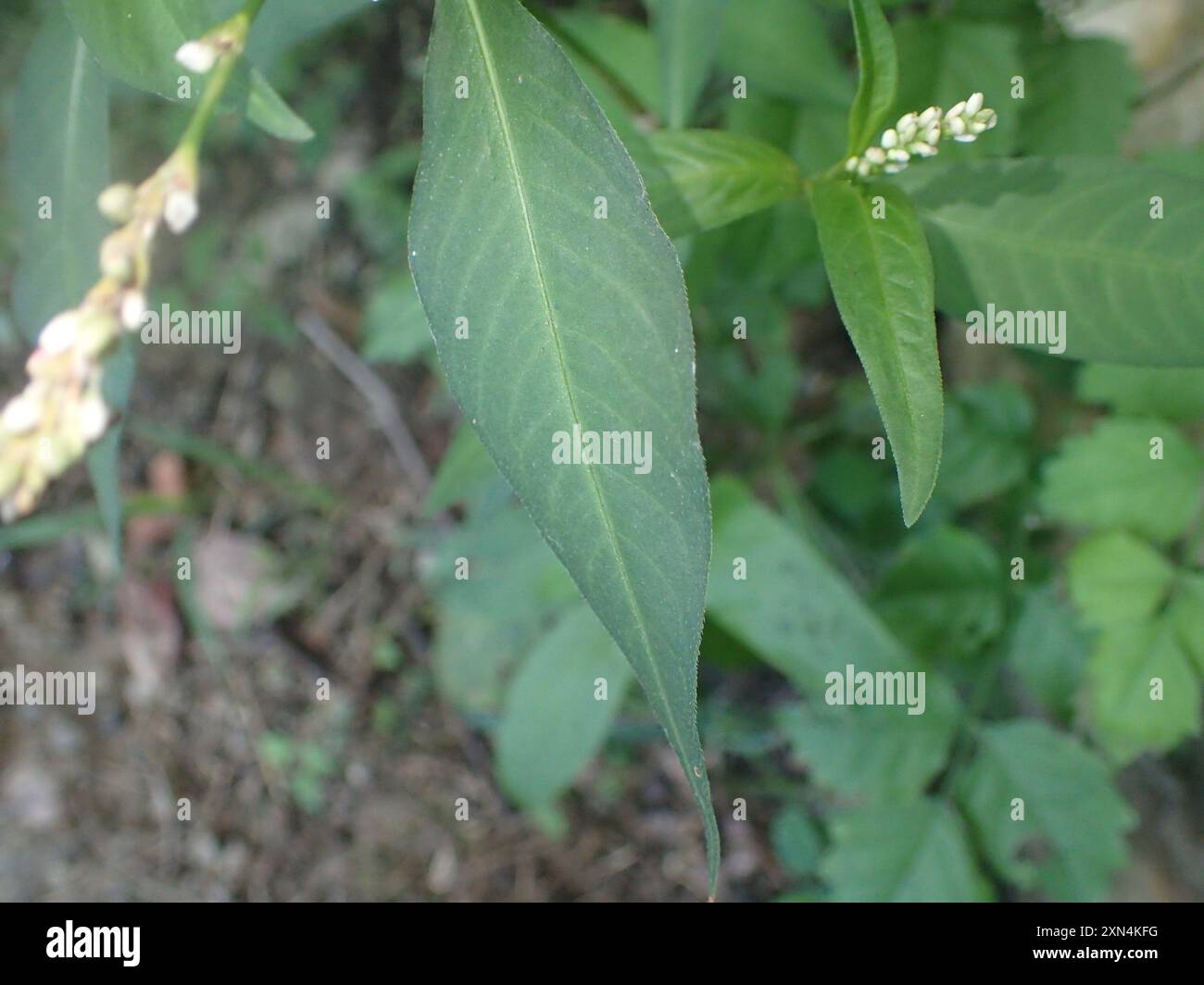 low smartweed (Persicaria longiseta) Plantae Stock Photo - Alamy