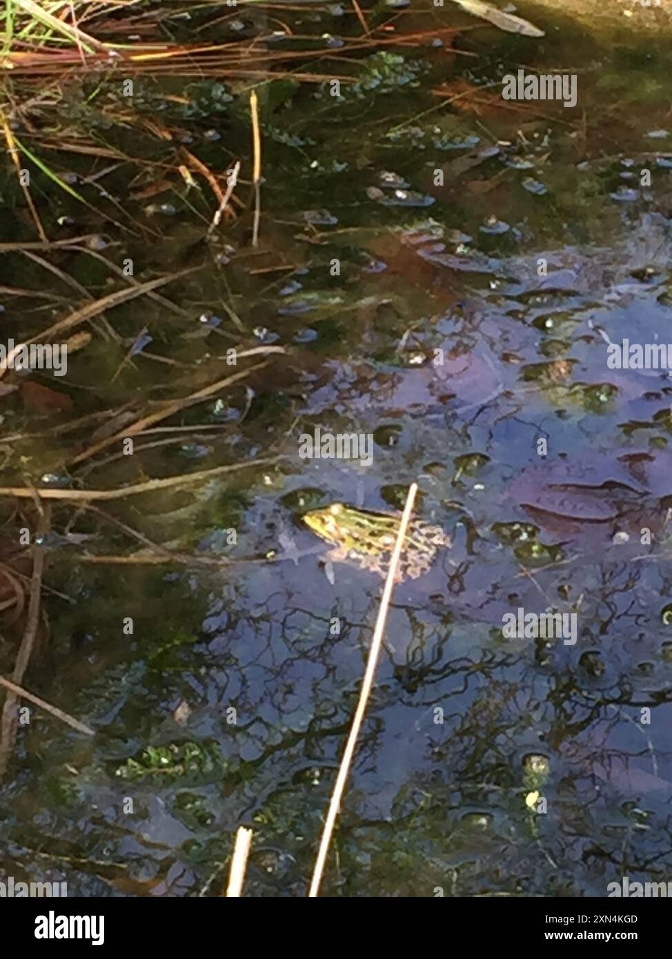 Water Frogs (Pelophylax) Amphibia Stock Photo - Alamy