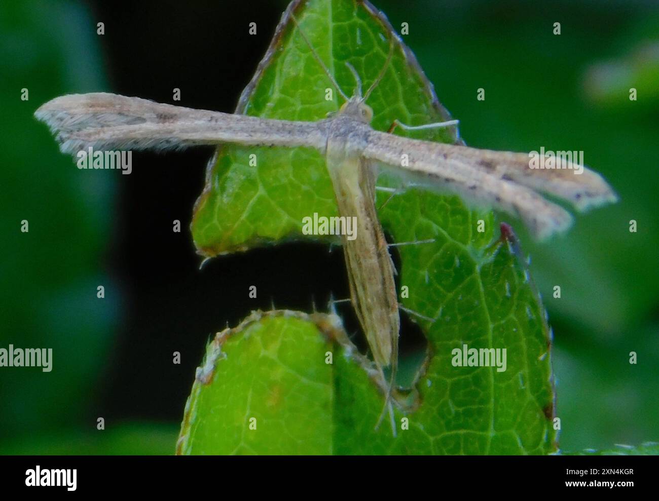 Dwarf Plume Moth (Exelastis pumilio) Insecta Stock Photo - Alamy