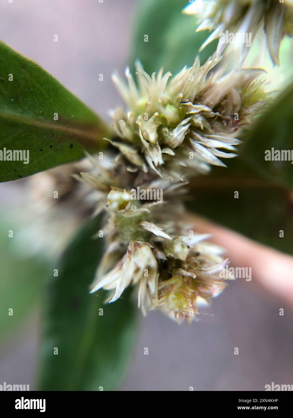 calicoplant (Alternanthera bettzickiana) Plantae Stock Photo - Alamy