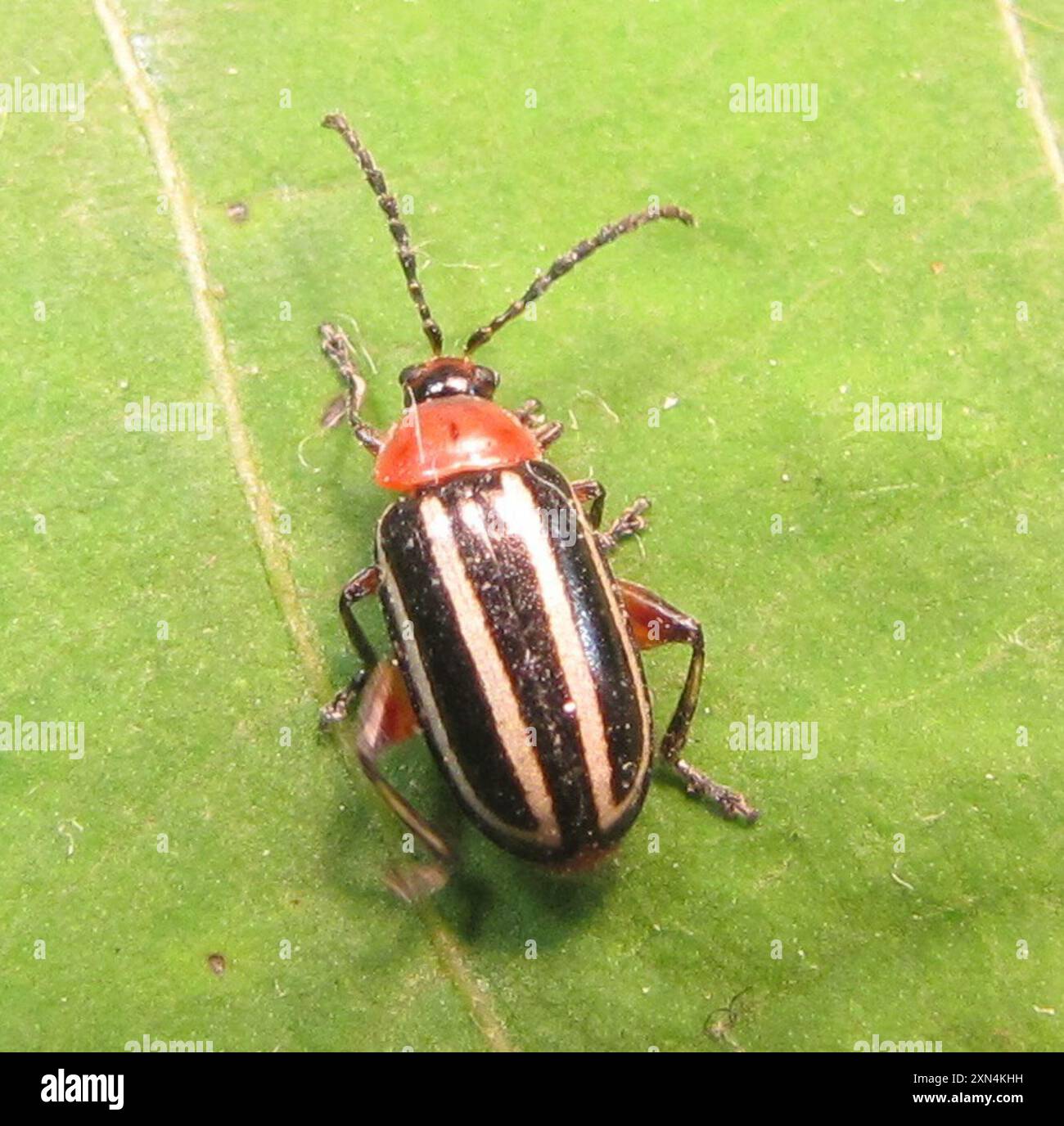 Pigweed Flea Beetle (Disonycha glabrata) Insecta Stock Photo - Alamy