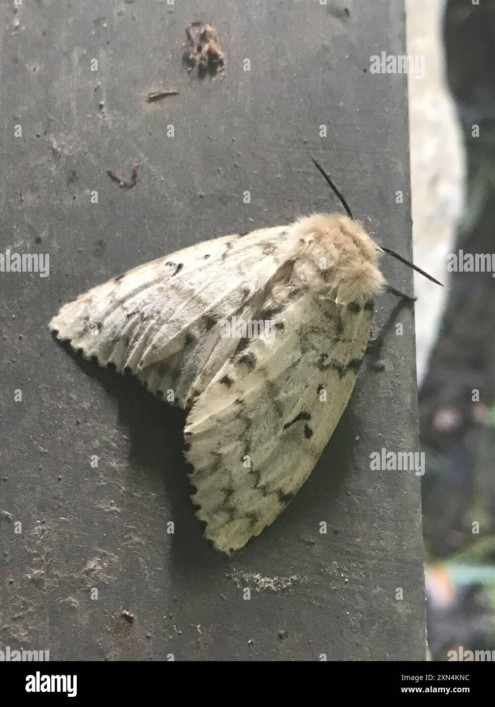 Spongy Moth (Lymantria dispar) Insecta Stock Photo - Alamy