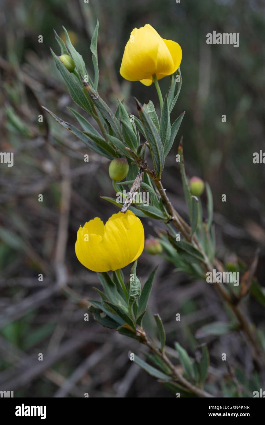 Bush Poppy (Dendromecon rigida) Plantae Stock Photo - Alamy
