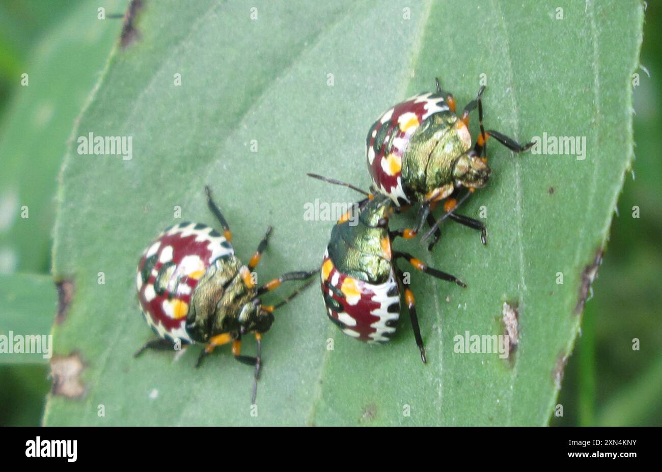 Caura hi-res stock photography and images - Alamy