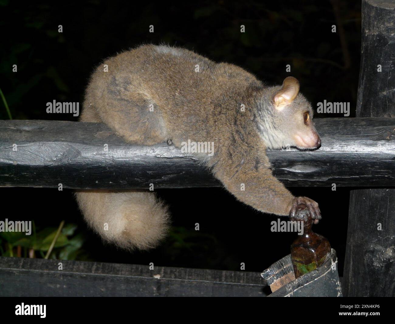 Small eared greater galago hi-res stock photography and images - Alamy