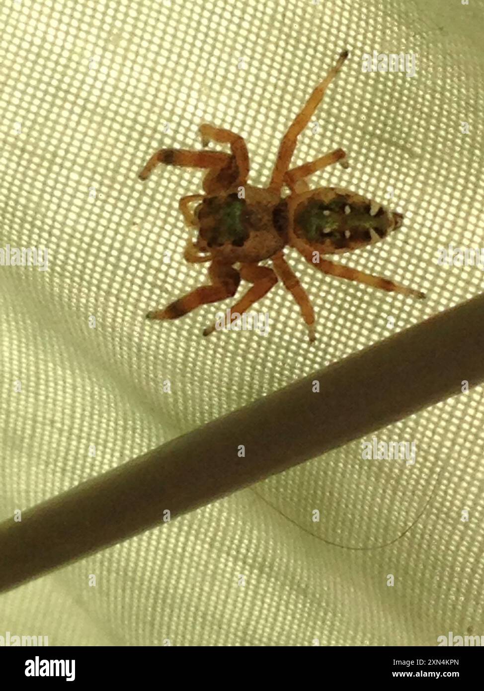 Golden Jumping Spider (Paraphidippus aurantius) Arachnida Stock Photo ...