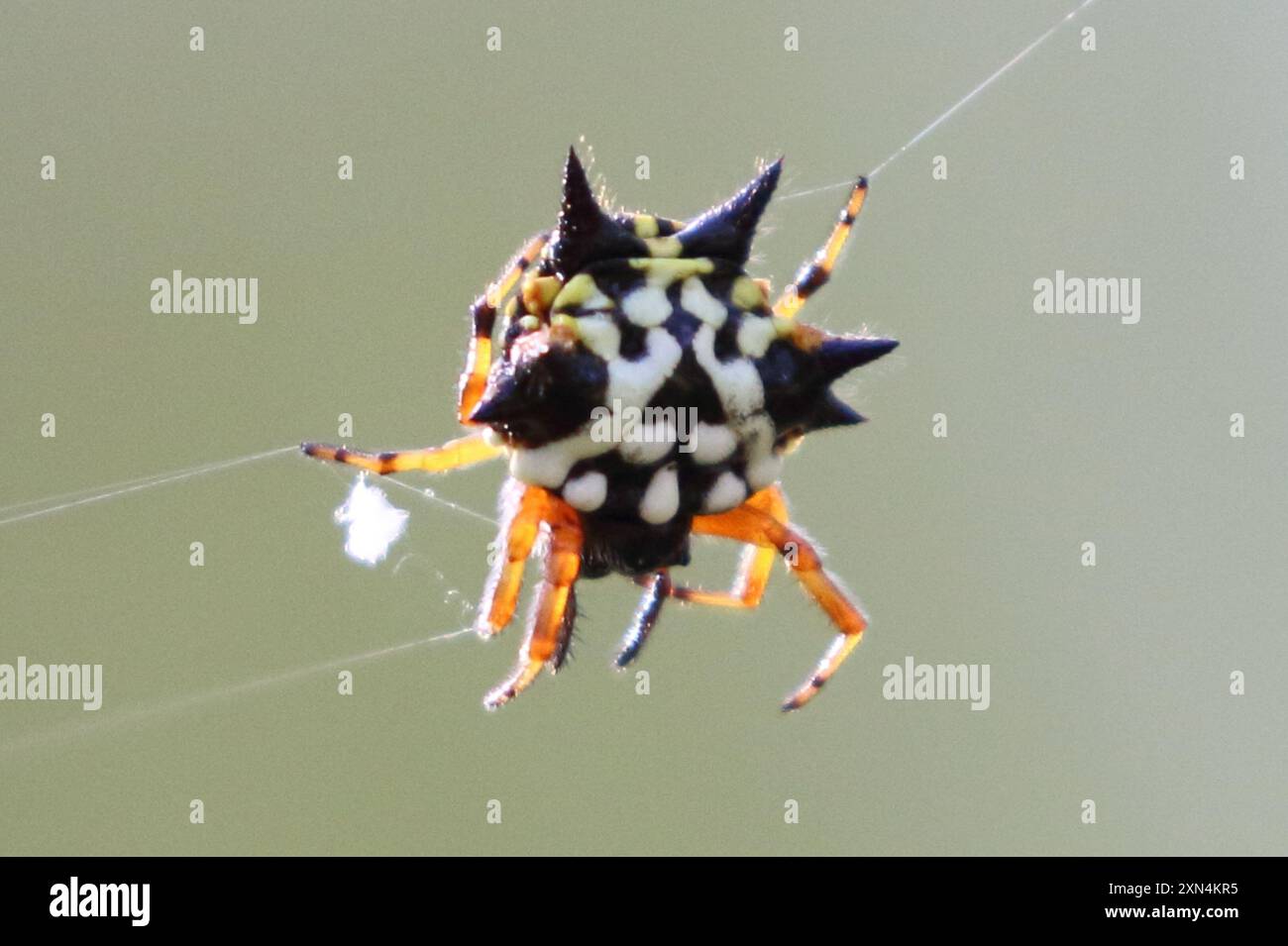 Christmas Jewel Spider (Austracantha minax) Arachnida Stock Photo - Alamy