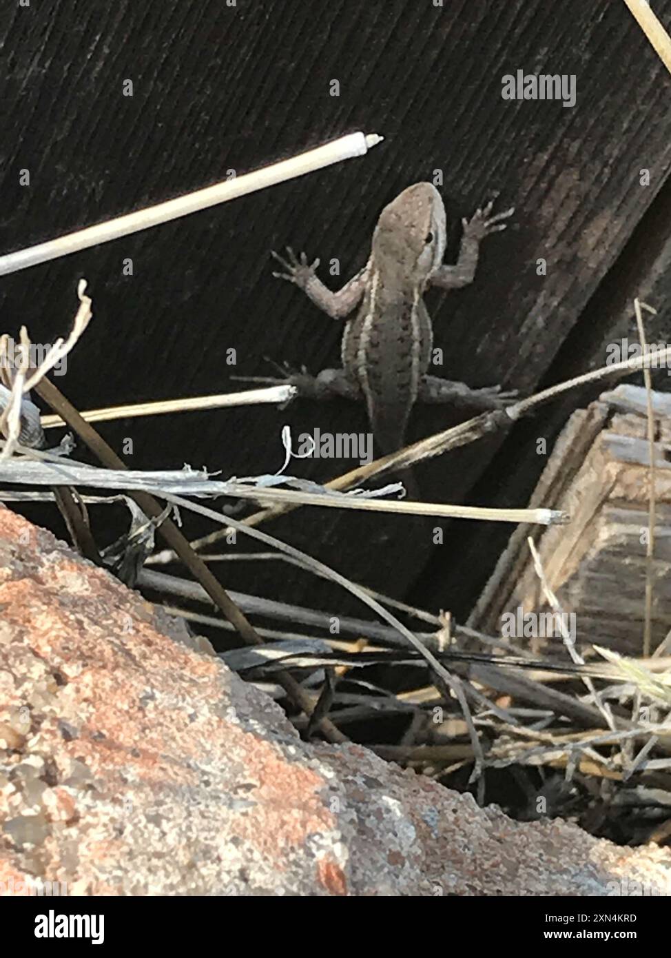 Prairie Lizard (Sceloporus consobrinus) Reptilia Stock Photo - Alamy