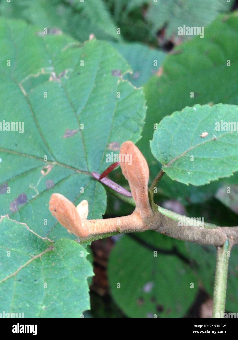 hobblebush (Viburnum lantanoides) Plantae Stock Photo - Alamy