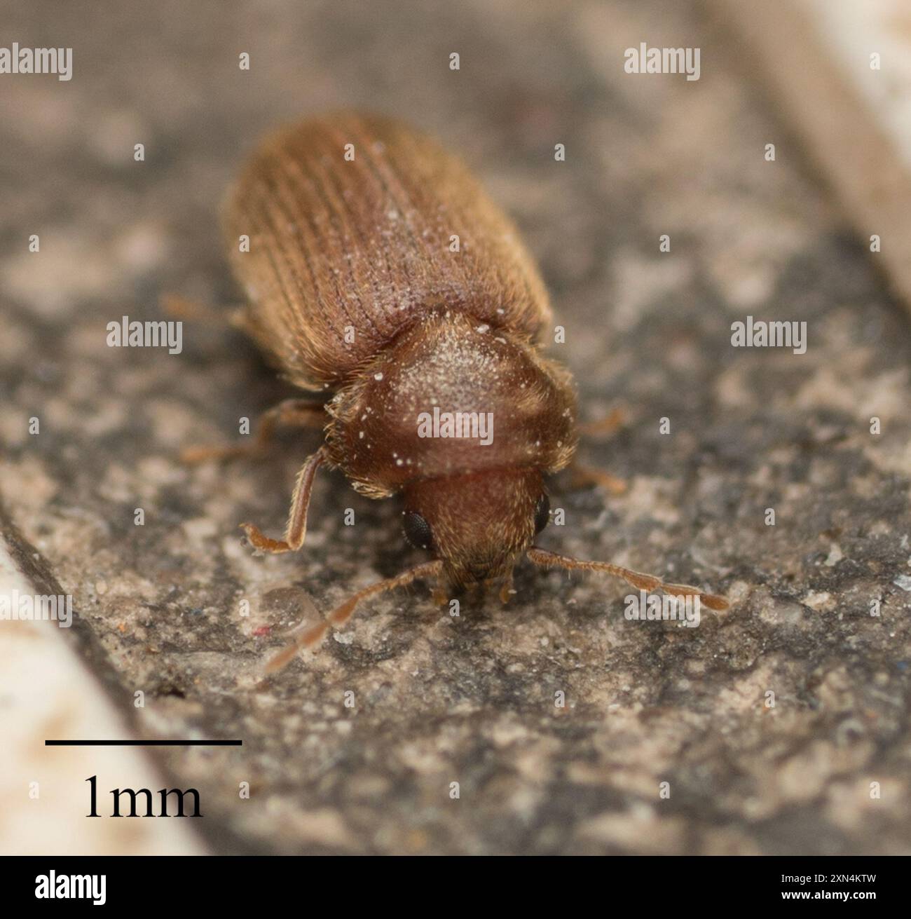 Drugstore Beetle (Stegobium paniceum) Insecta Stock Photo - Alamy