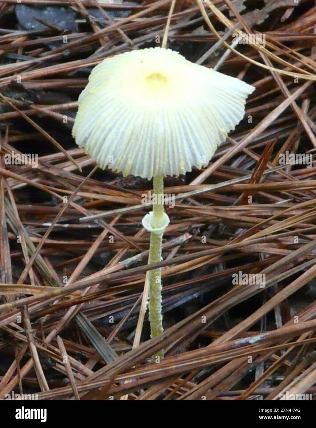 Leucocoprinus fragilissimus hi-res stock photography and images - Alamy