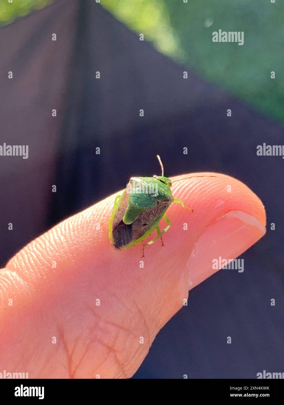 Oriental Stink Bug (Plautia stali) Insecta Stock Photo - Alamy