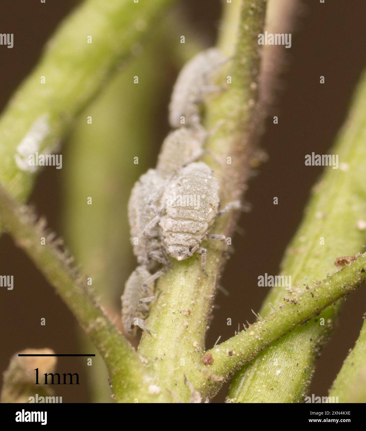 Cabbage Aphid (Brevicoryne brassicae) Insecta Stock Photo - Alamy