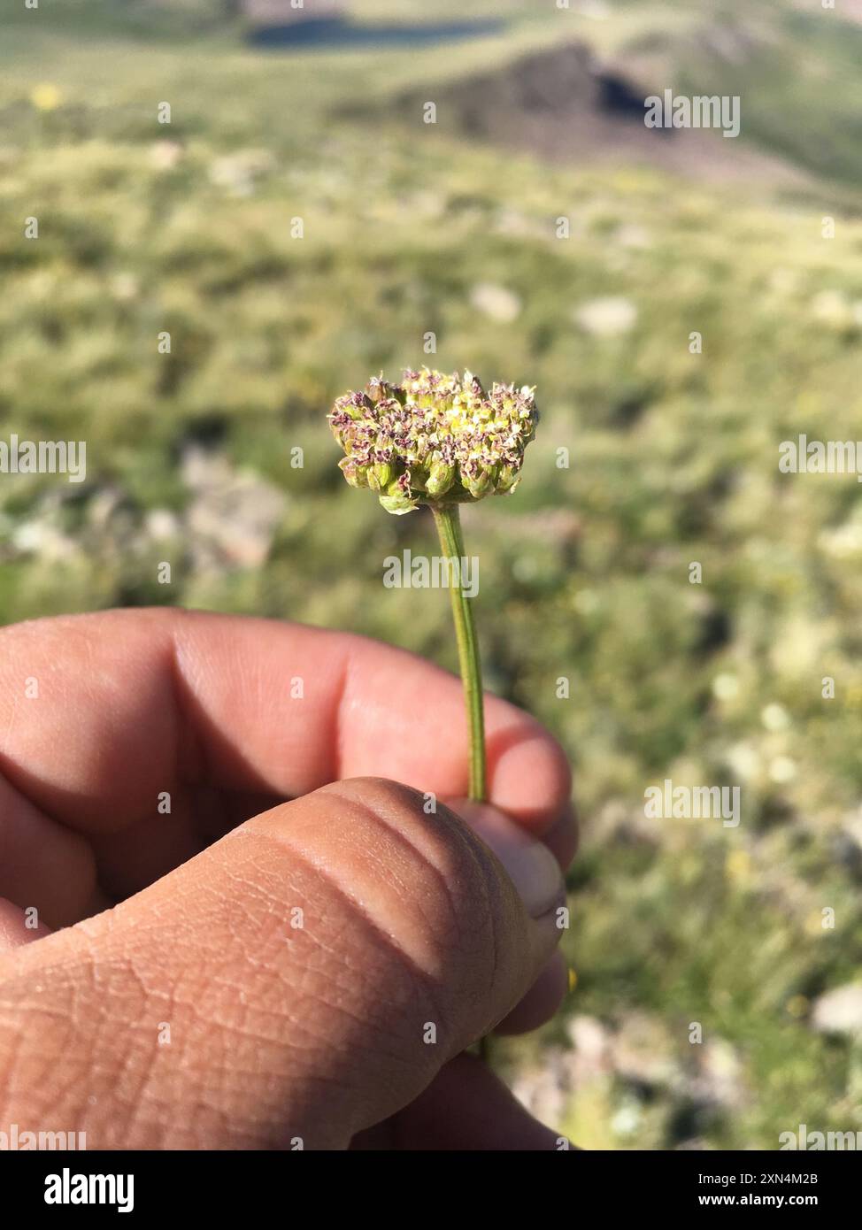 Baker's Alpineparsley (Cymopterus bakeri) Plantae Stock Photo - Alamy