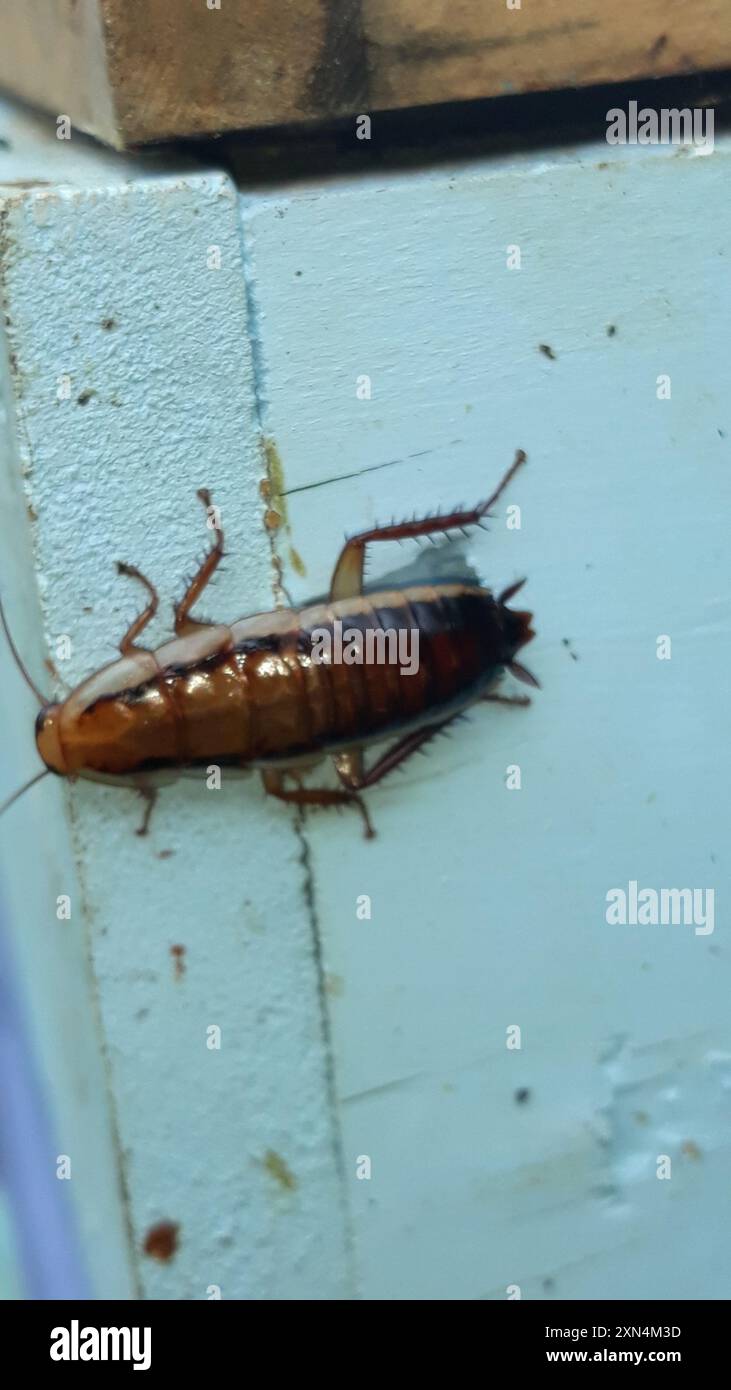 Golden Cockroach (Drymaplaneta heydeniana) Insecta Stock Photo - Alamy