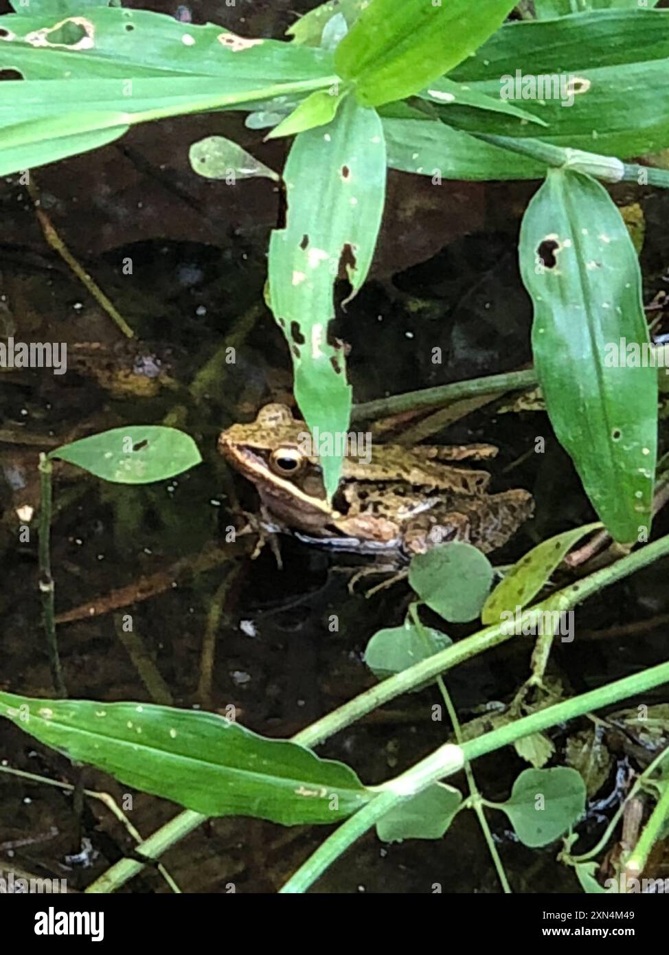 Olive Frog (Nidirana adenopleura) Amphibia Stock Photo - Alamy