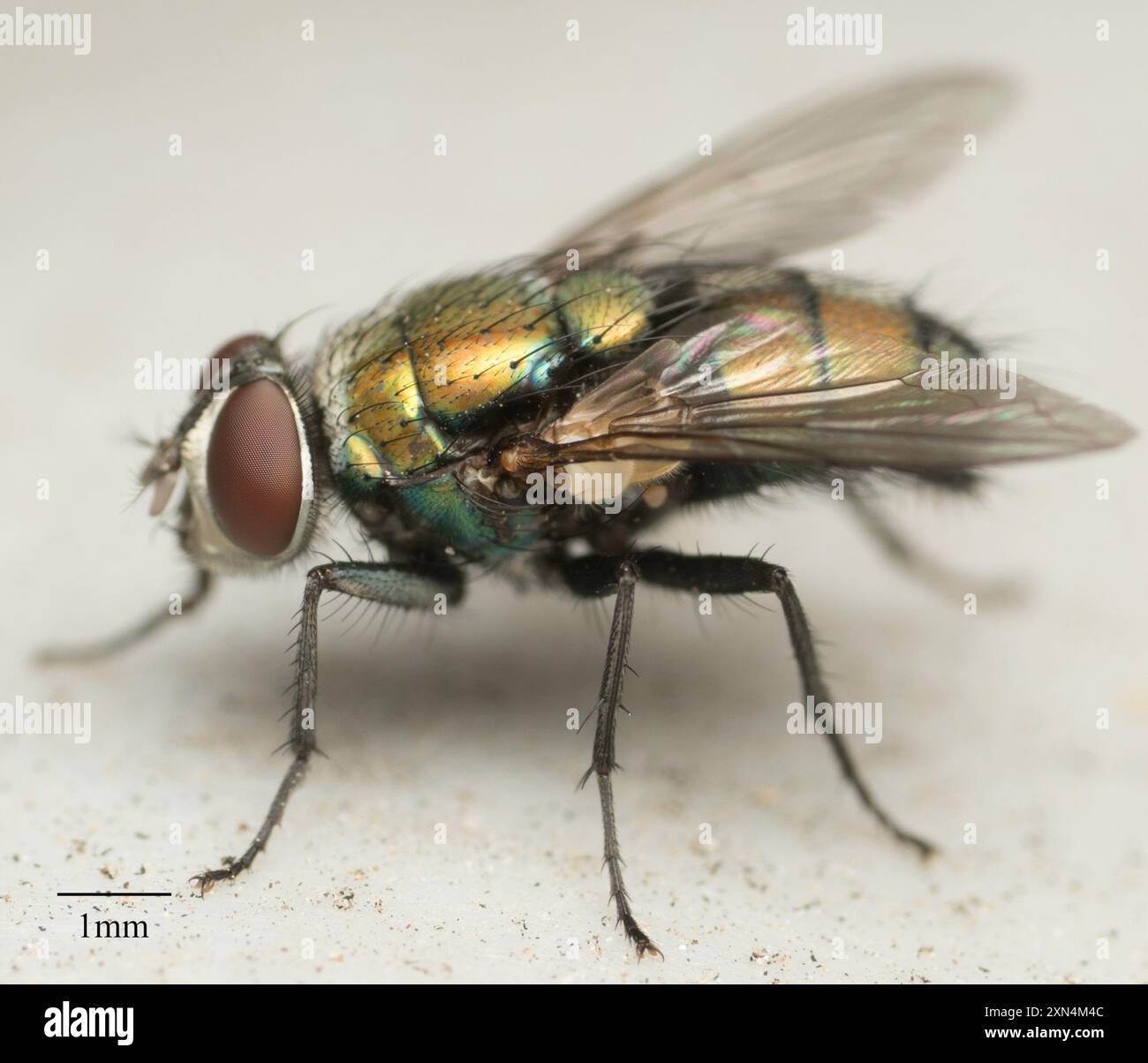 Lucilia cuprina hi-res stock photography and images - Alamy