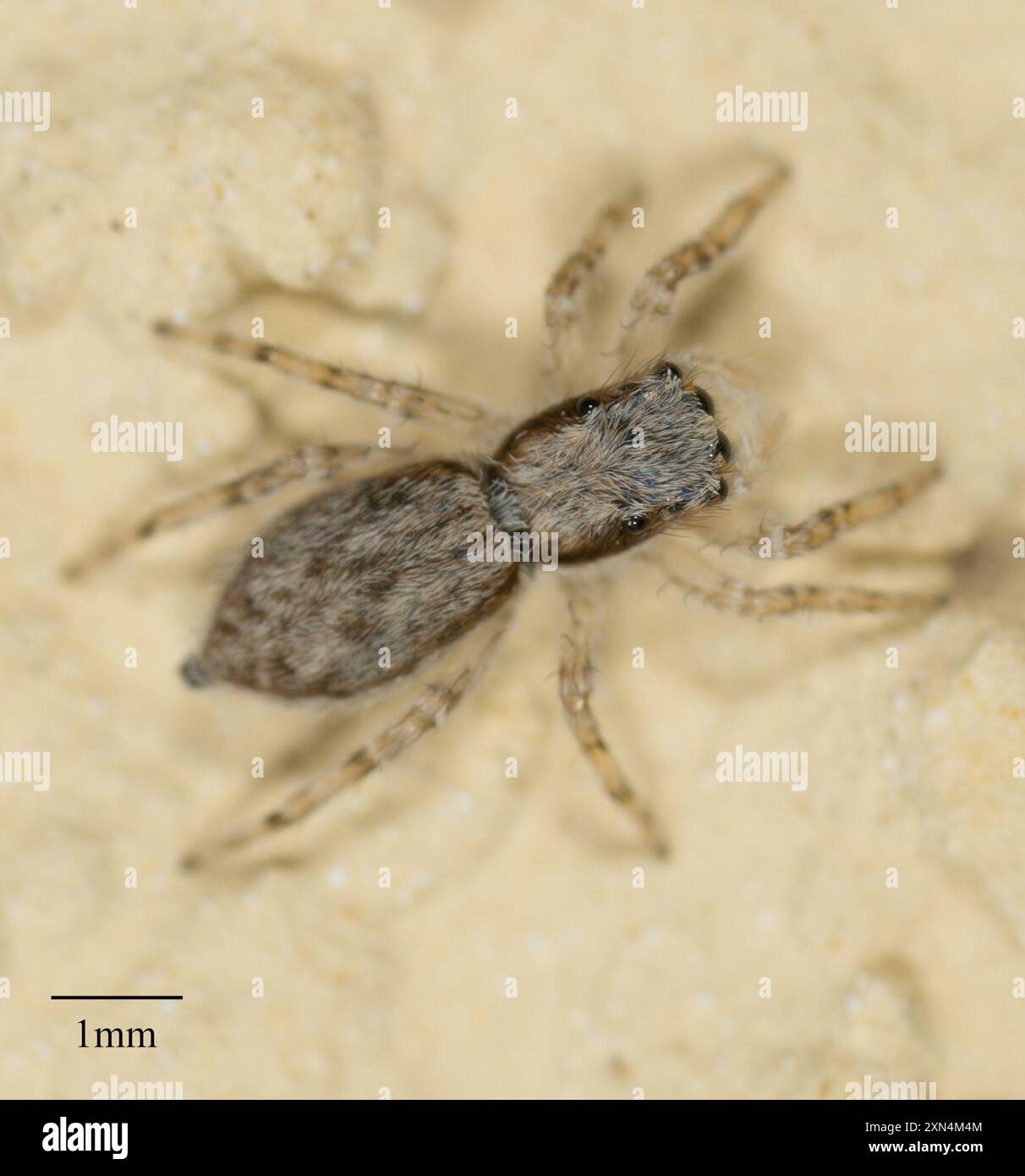 Gray Wall Jumping Spider (Menemerus bivittatus) Arachnida Stock Photo ...
