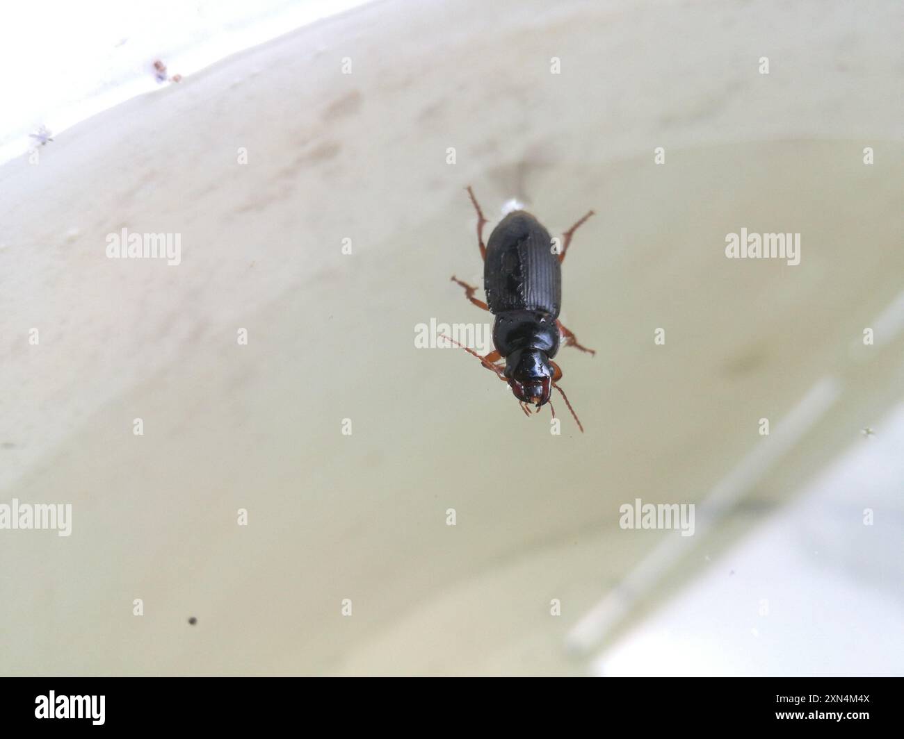 Strawberry Seed Beetle (Harpalus rufipes) Insecta Stock Photo - Alamy