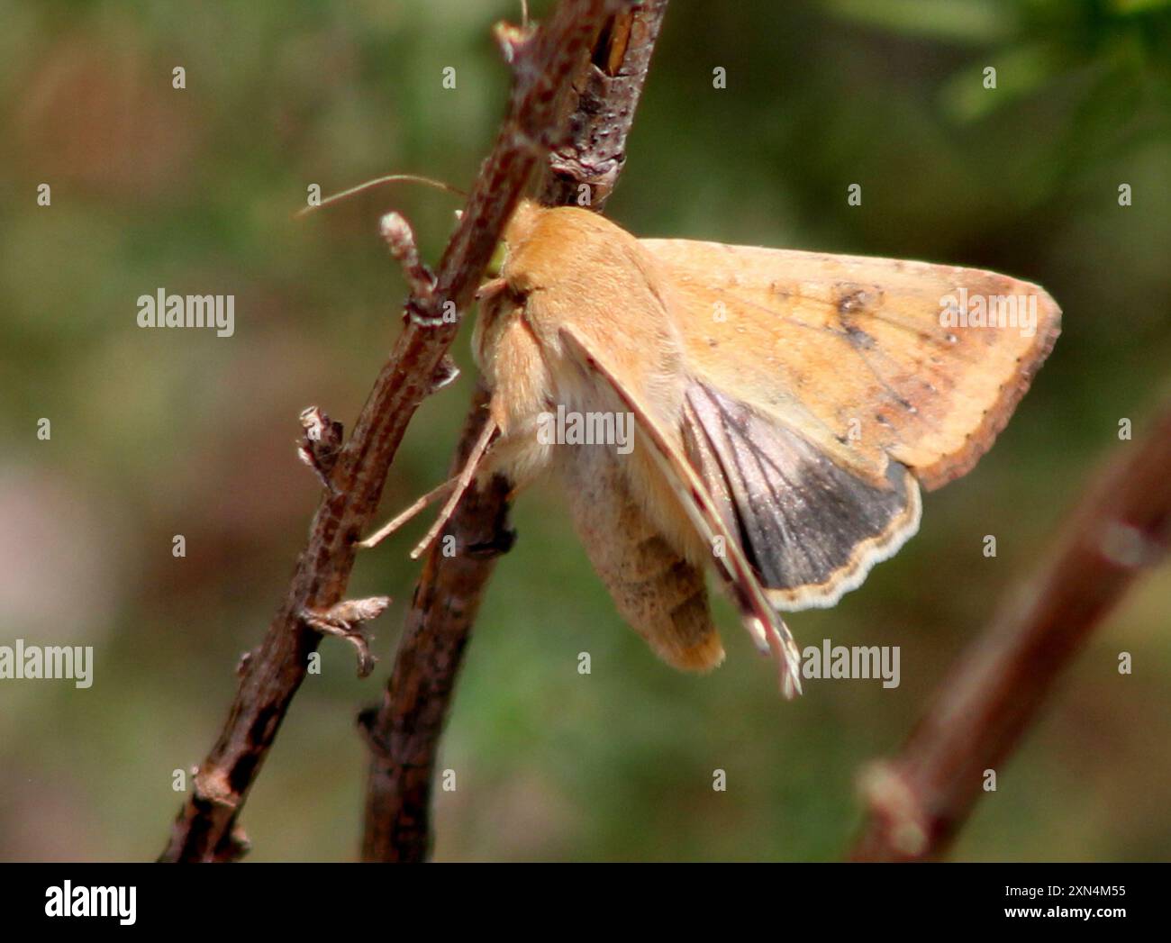 Corn Earworm Moth (Helicoverpa zea) Insecta Stock Photo - Alamy
