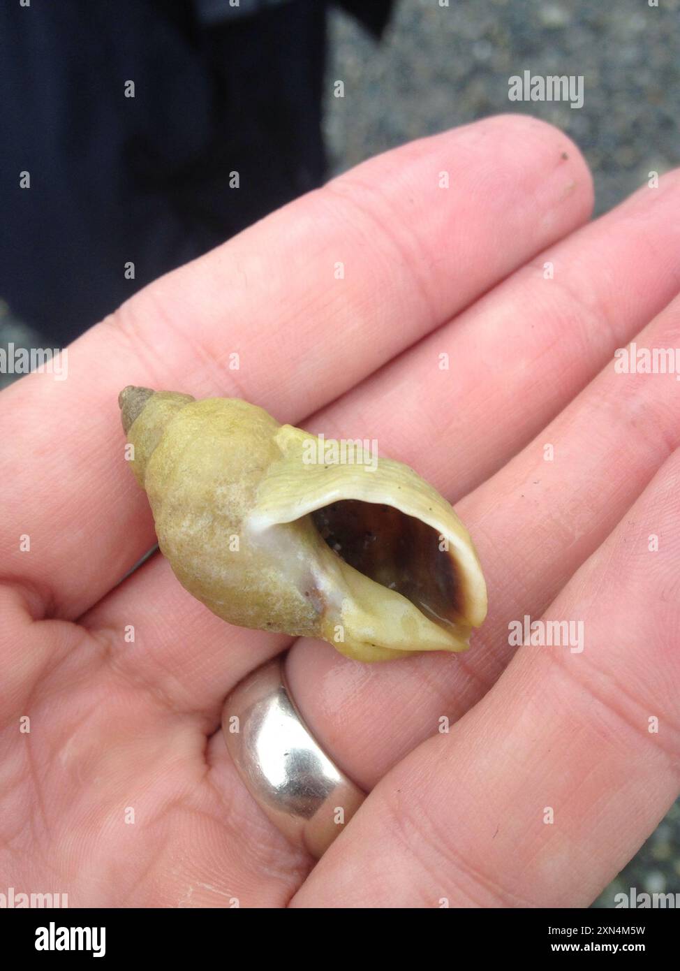 Atlantic Dogwhelk (Nucella lapillus) Mollusca Stock Photo - Alamy