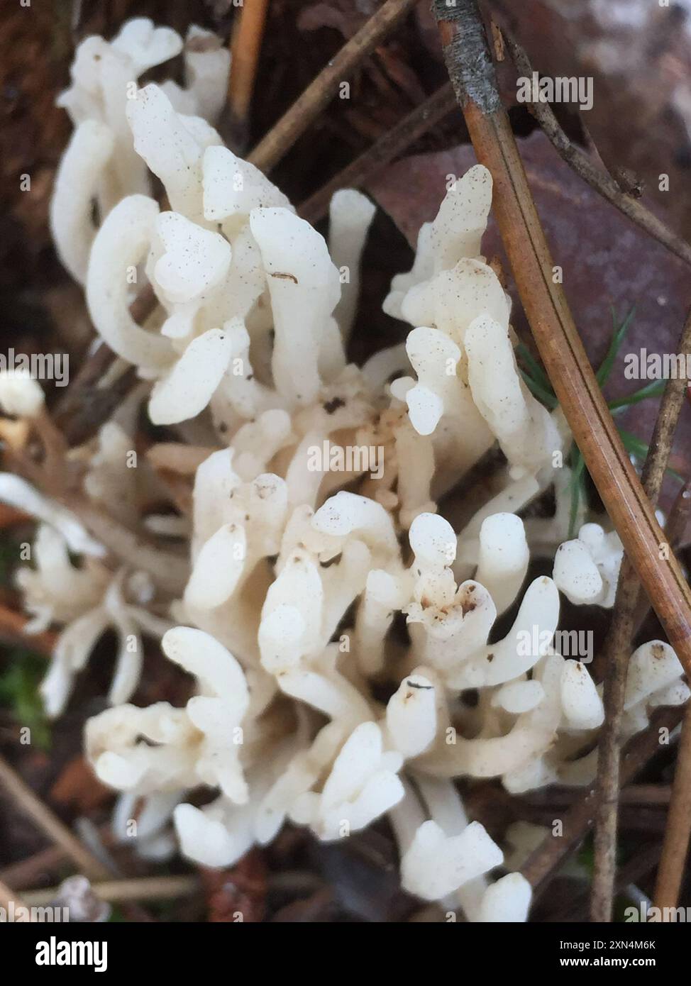 Clavulina rugosa hi-res stock photography and images - Alamy