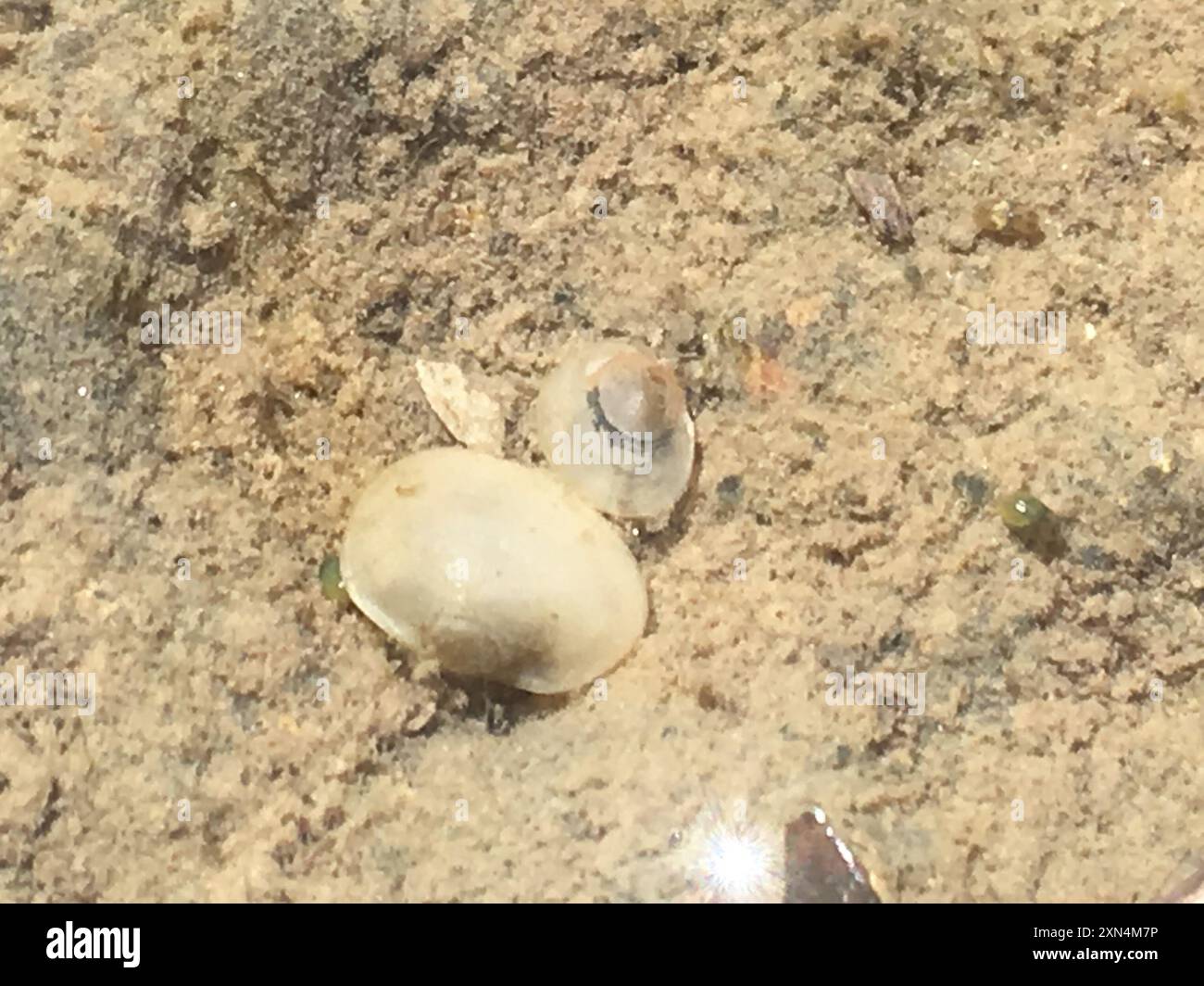 Musculium hi-res stock photography and images - Alamy