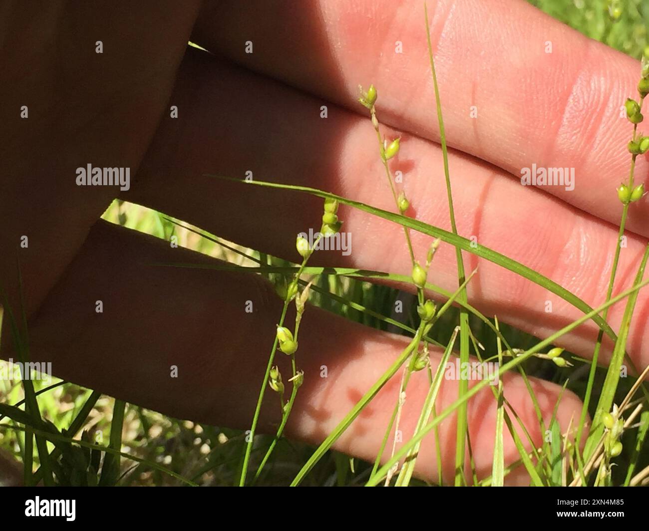 two-seeded sedge (Carex disperma) Plantae Stock Photo - Alamy