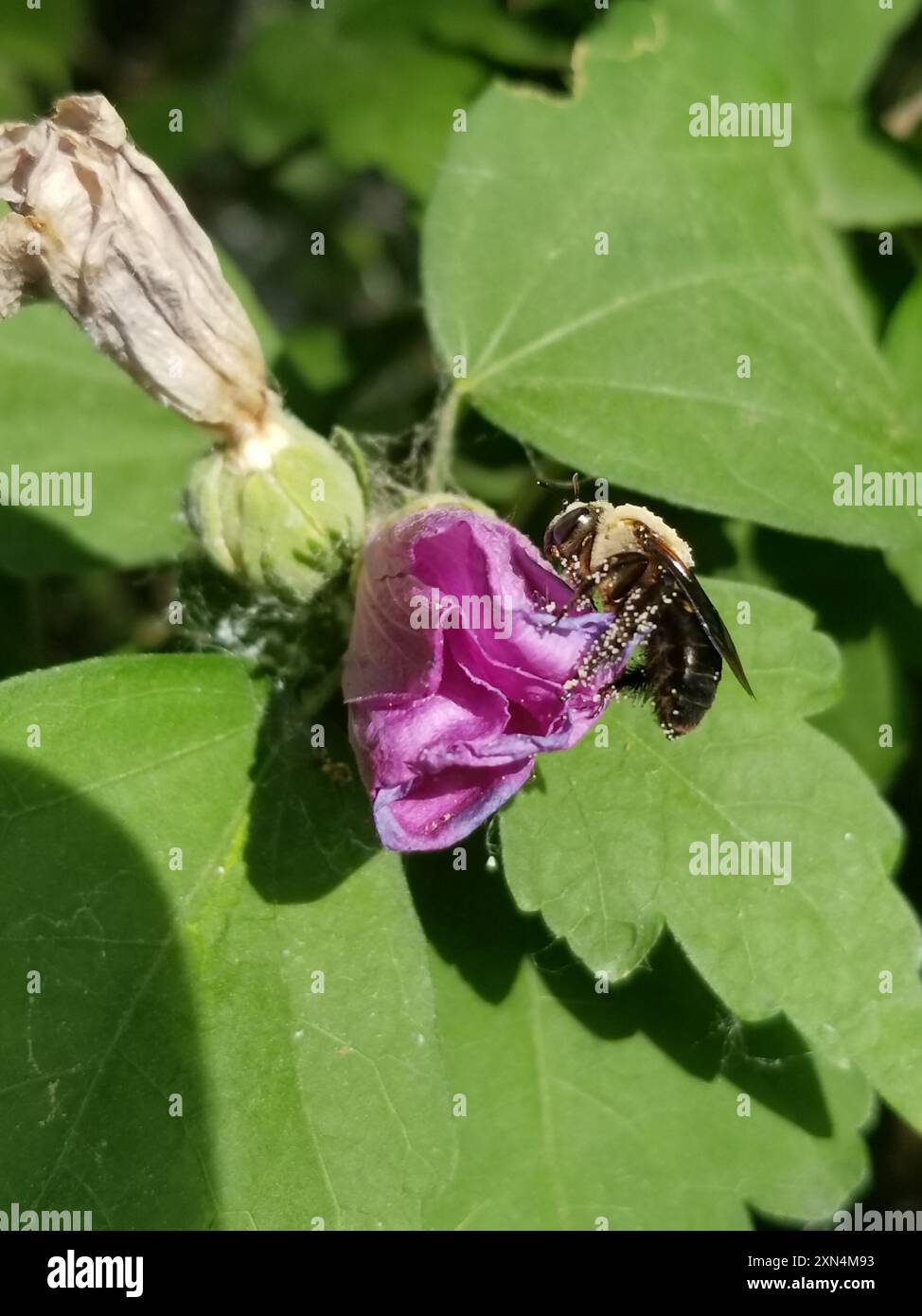 Hibiscus Turret Bee (Ptilothrix bombiformis) Insecta Stock Photo - Alamy