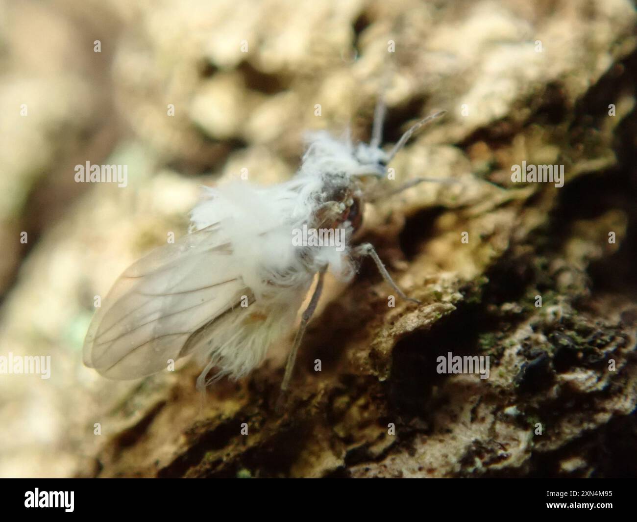 Woolly Aphids and Gall-making Aphids (Eriosomatinae) Insecta Stock ...