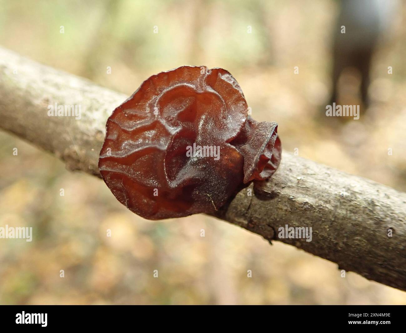 Exidia crenata hi-res stock photography and images - Alamy