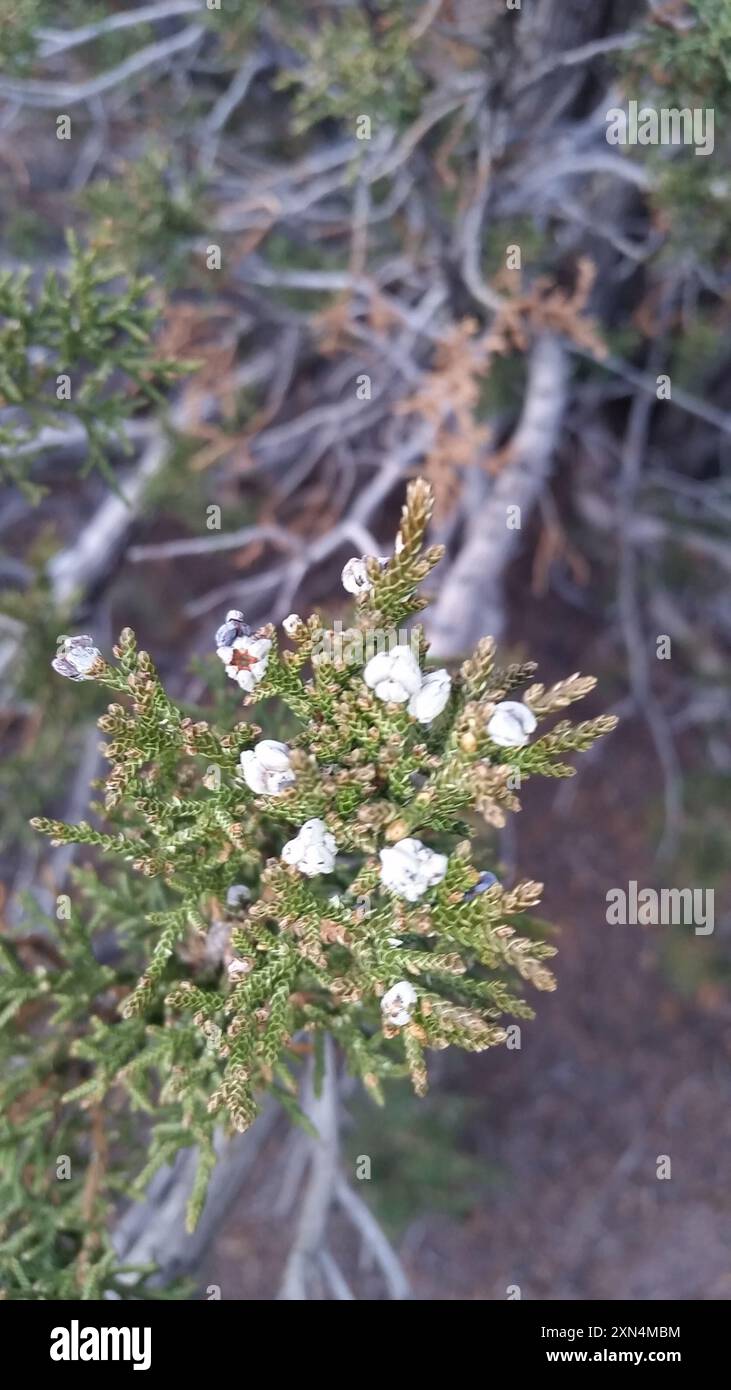 One-seed Juniper (Juniperus monosperma) Plantae Stock Photo - Alamy