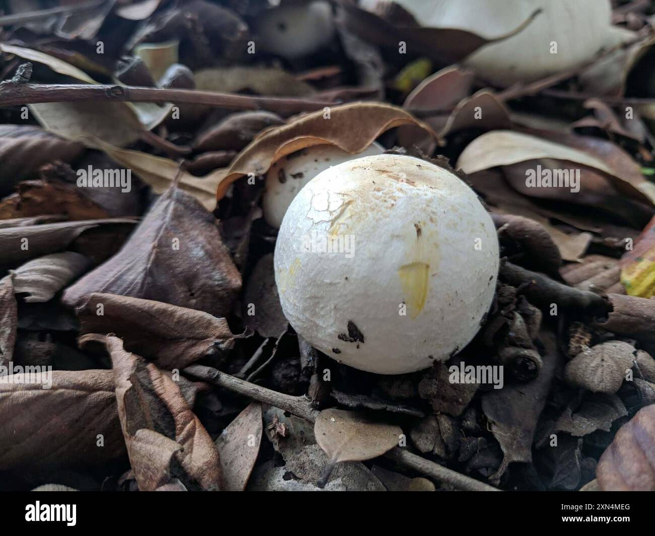 Yellow Stainer (Agaricus xanthodermus) Fungi Stock Photo - Alamy