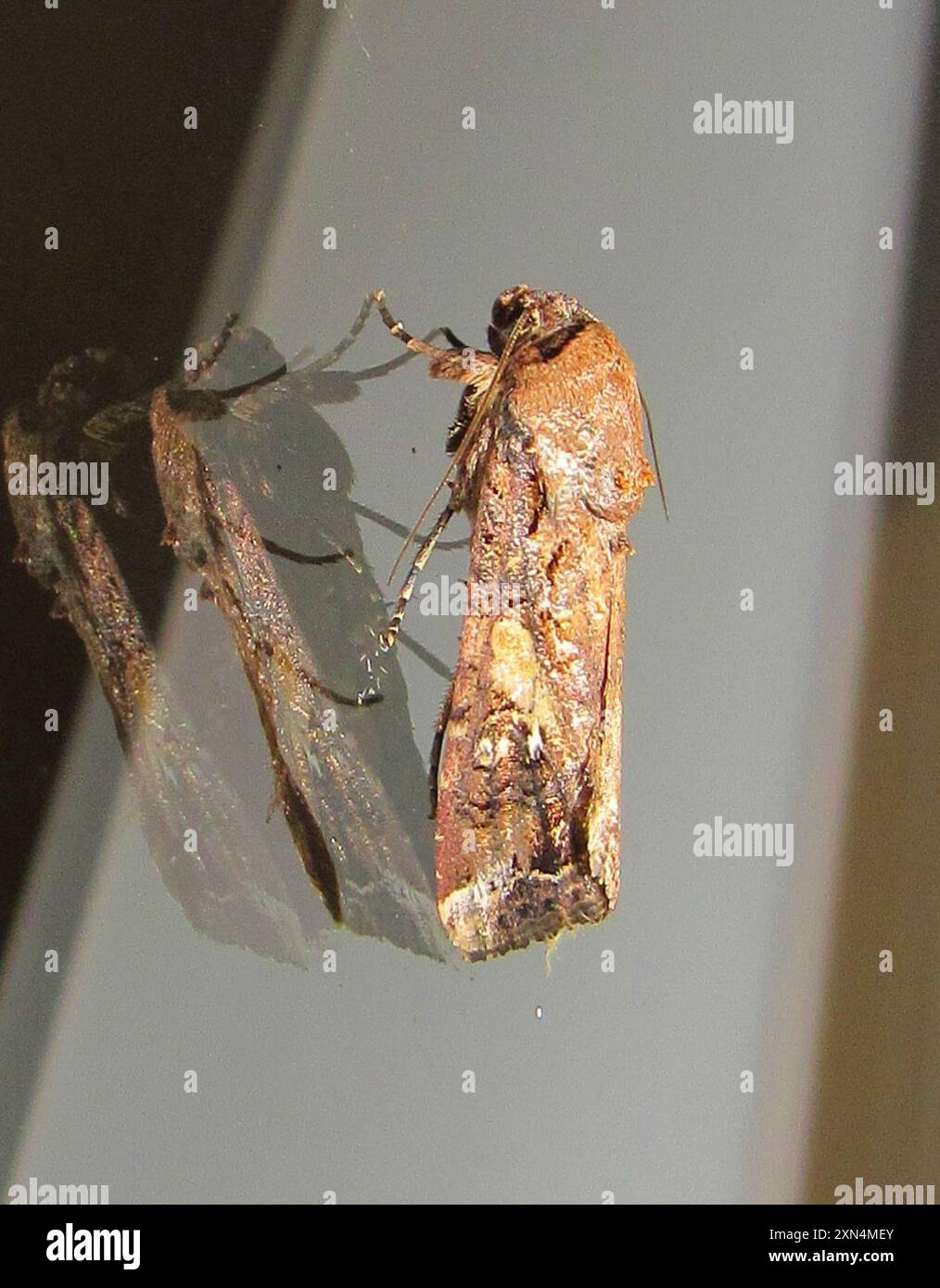 Velvet Armyworm Moth (Spodoptera latifascia) Insecta Stock Photo - Alamy