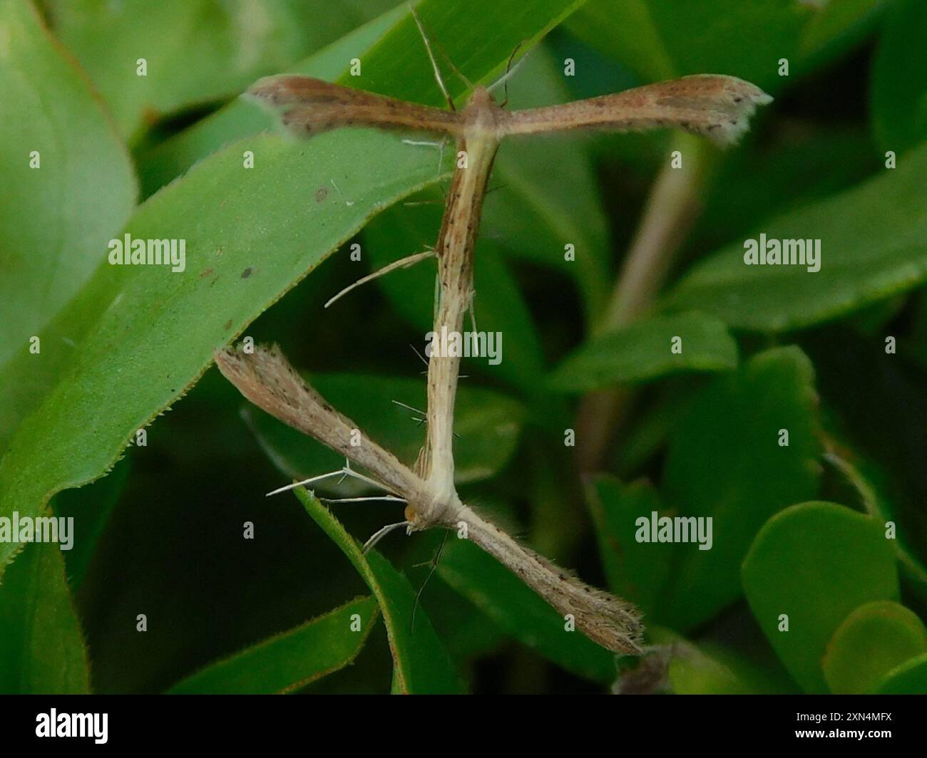 Dwarf Plume Moth (Exelastis pumilio) Insecta Stock Photo - Alamy
