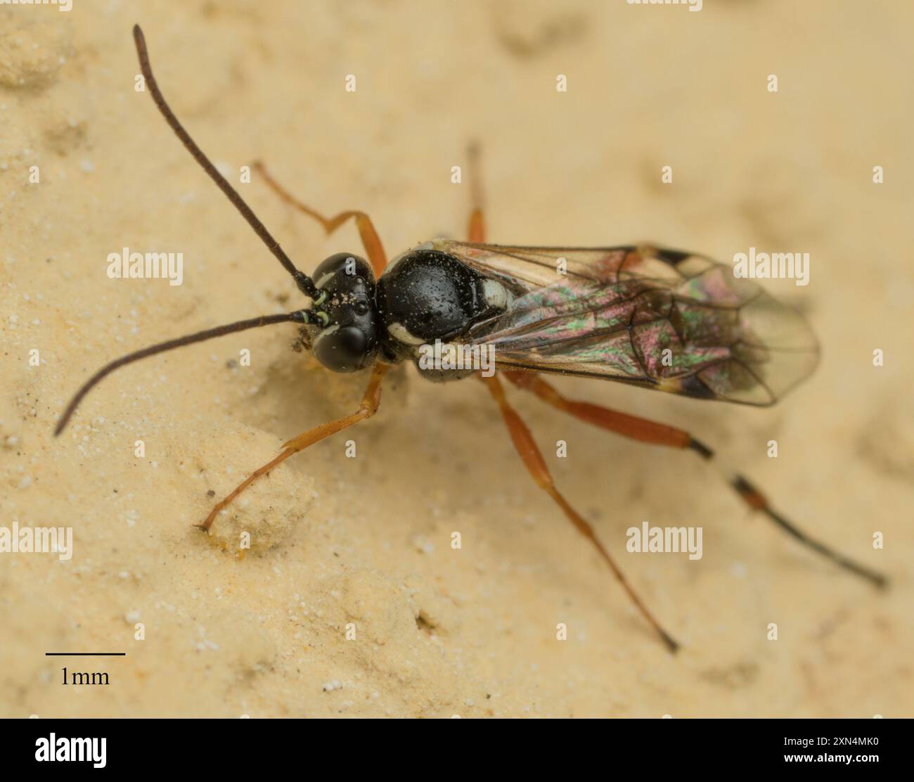 Common Hover Fly Parasitoid Wasp (Diplazon laetatorius) Insecta Stock ...