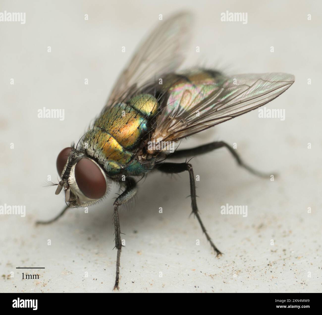 Lucilia cuprina hi-res stock photography and images - Alamy