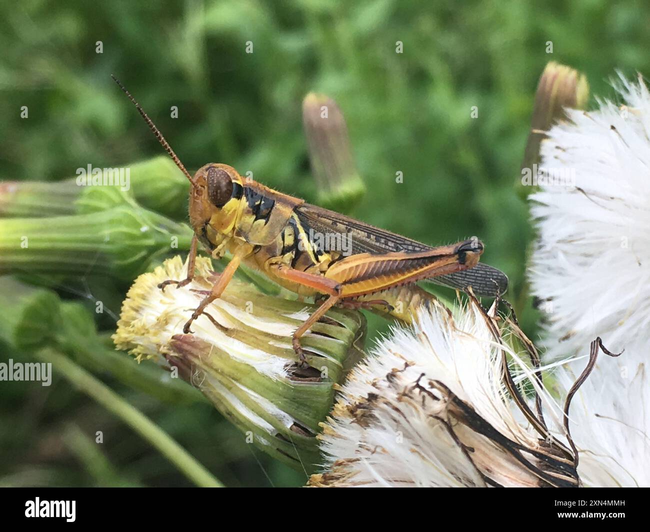Red-legged Grasshopper (Melanoplus femurrubrum) Insecta Stock Photo - Alamy