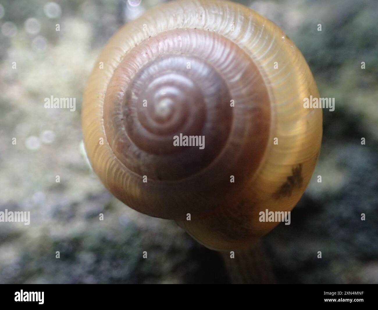 Ventridens hi-res stock photography and images - Alamy