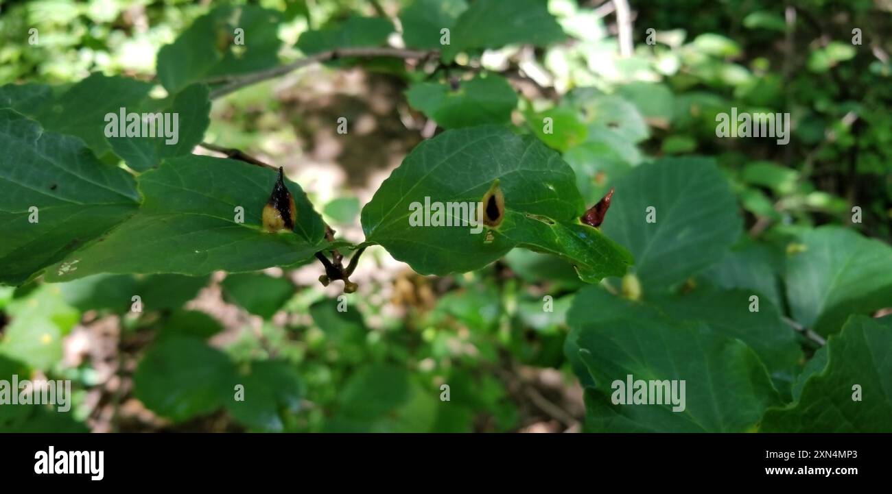 Witch-hazel Cone Gall Aphid (Hormaphis hamamelidis) Insecta Stock Photo ...