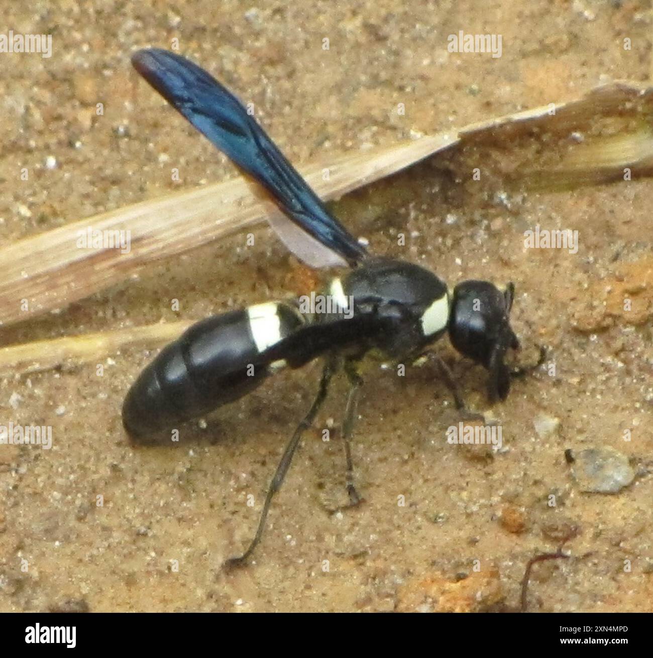 Four-toothed Mason Wasp (Monobia quadridens) Insecta Stock Photo - Alamy