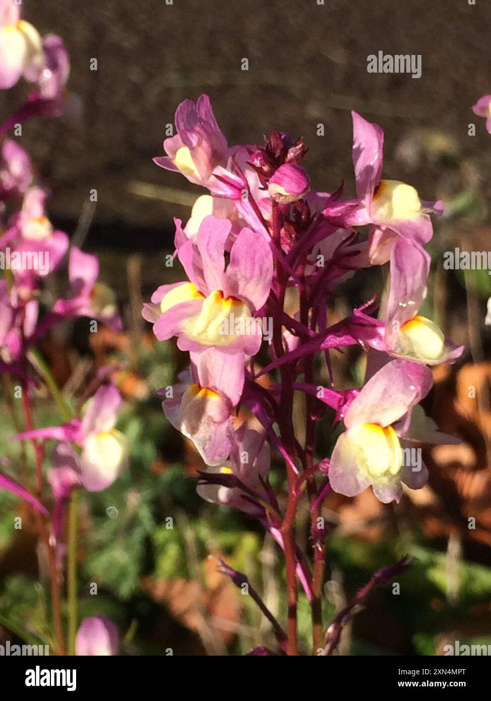 Annual Toadflax (Linaria maroccana) Plantae Stock Photo - Alamy