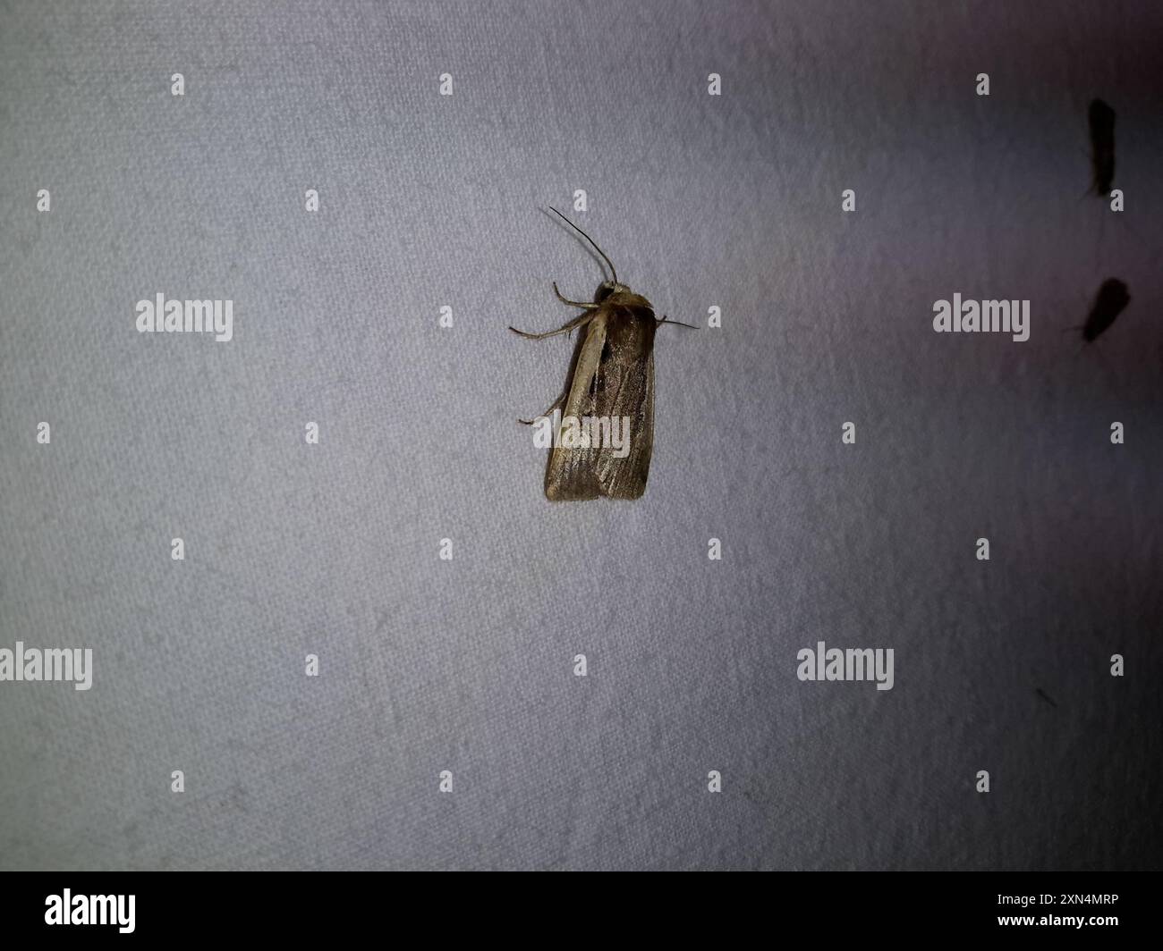 Flame Shoulder Moth (Ochropleura plecta) Insecta Stock Photo - Alamy