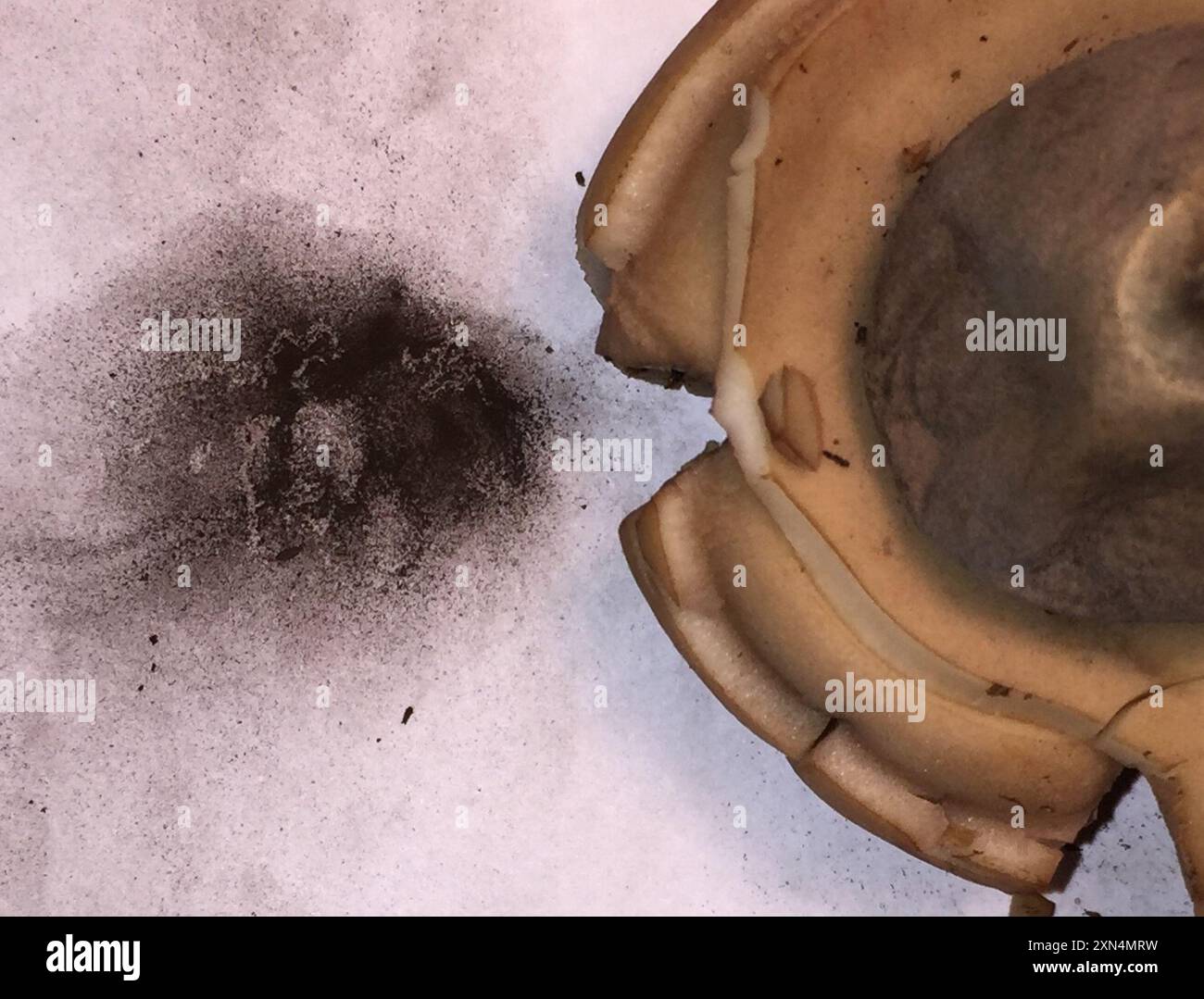 Rounded earthstar hi-res stock photography and images - Alamy