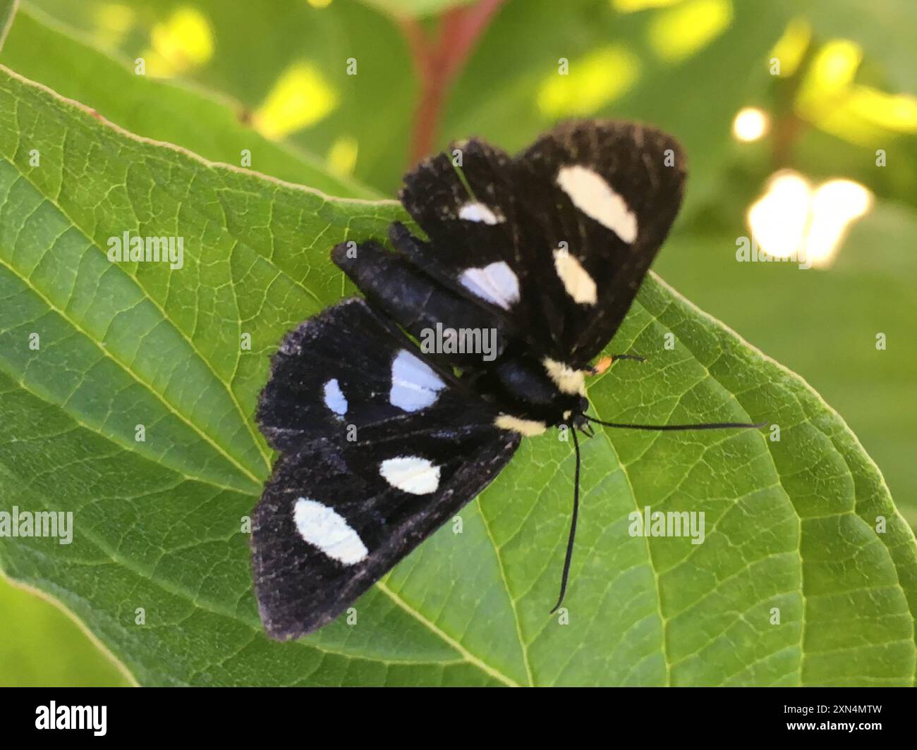 Eight-spotted Forester Moth (Alypia octomaculata) Insecta Stock Photo ...