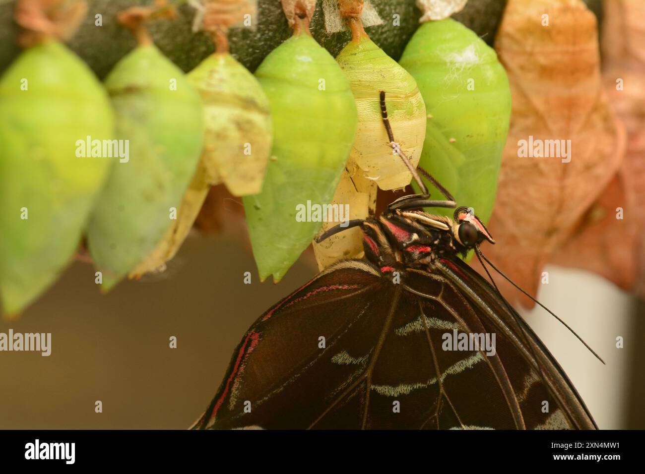 Becoming butterflies hi-res stock photography and images - Alamy