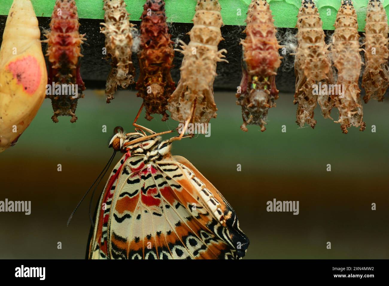 9 cocoons hi-res stock photography and images - Alamy