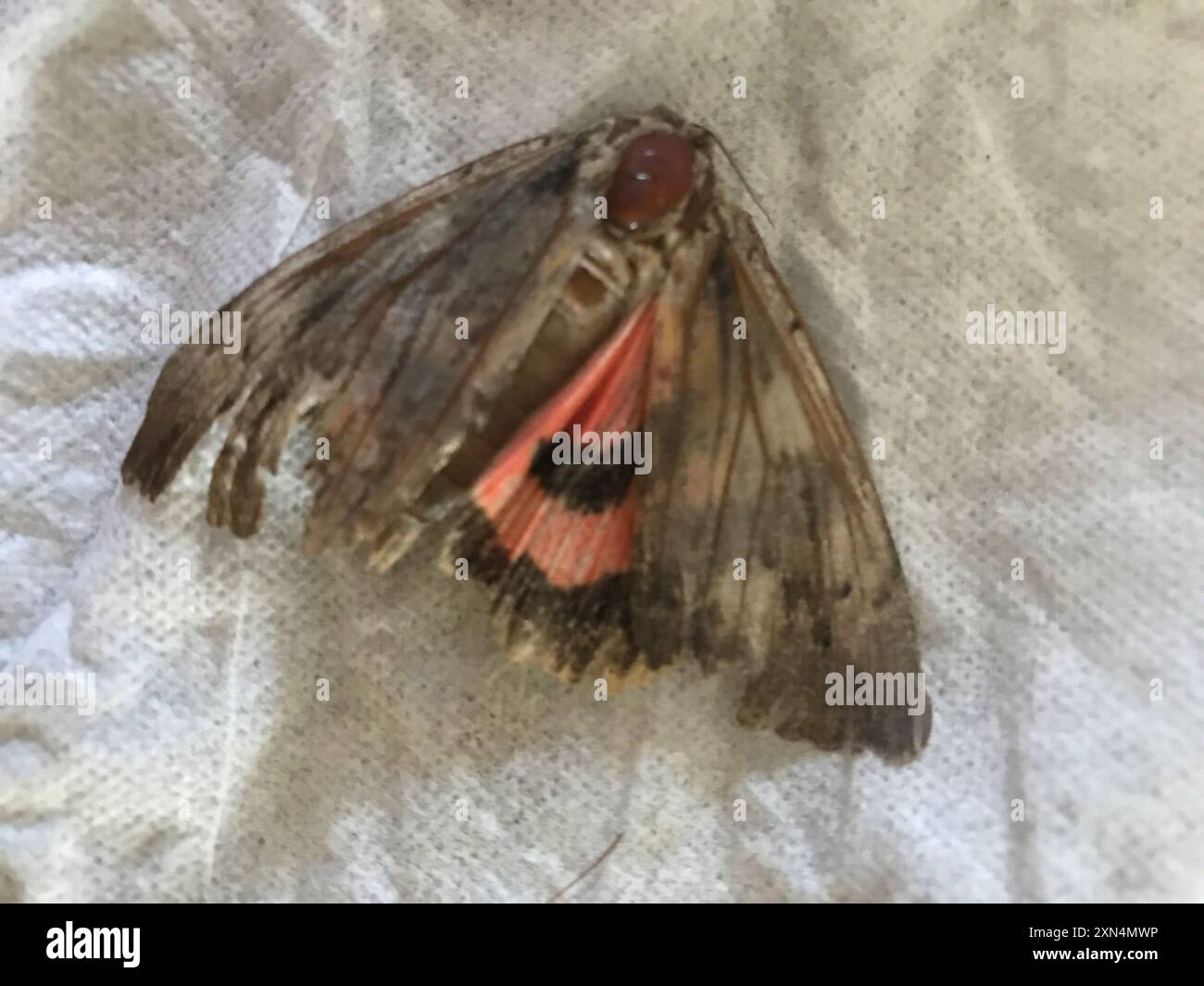 Underwing Moths (Catocala) Insecta Stock Photo - Alamy