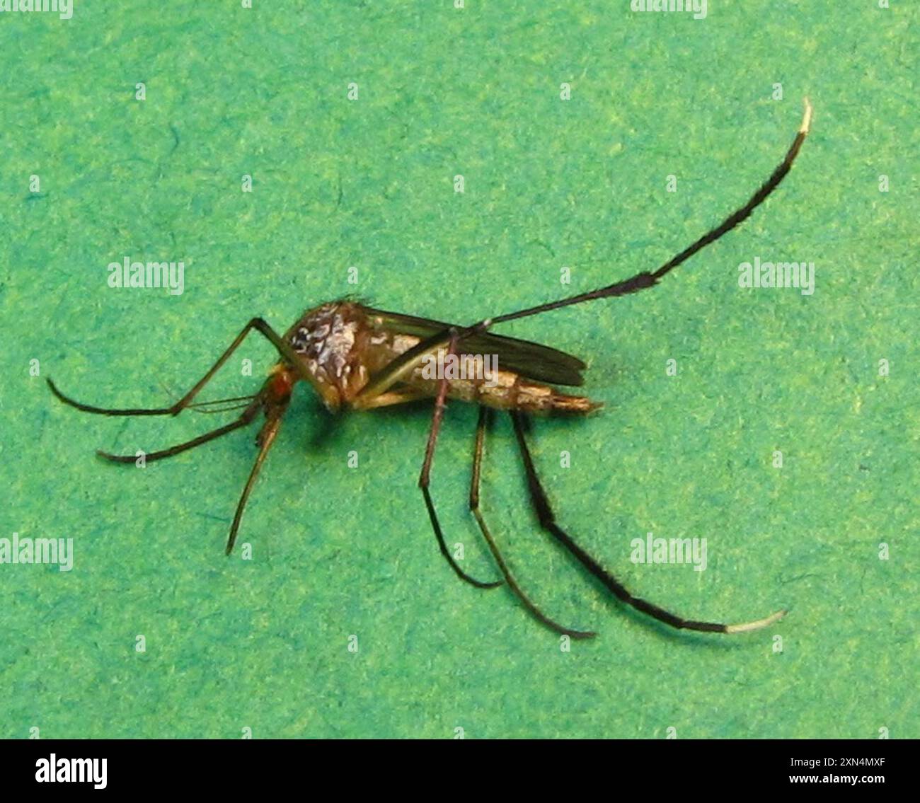 White-footed Woods Mosquito (Psorophora ferox) Insecta Stock Photo - Alamy
