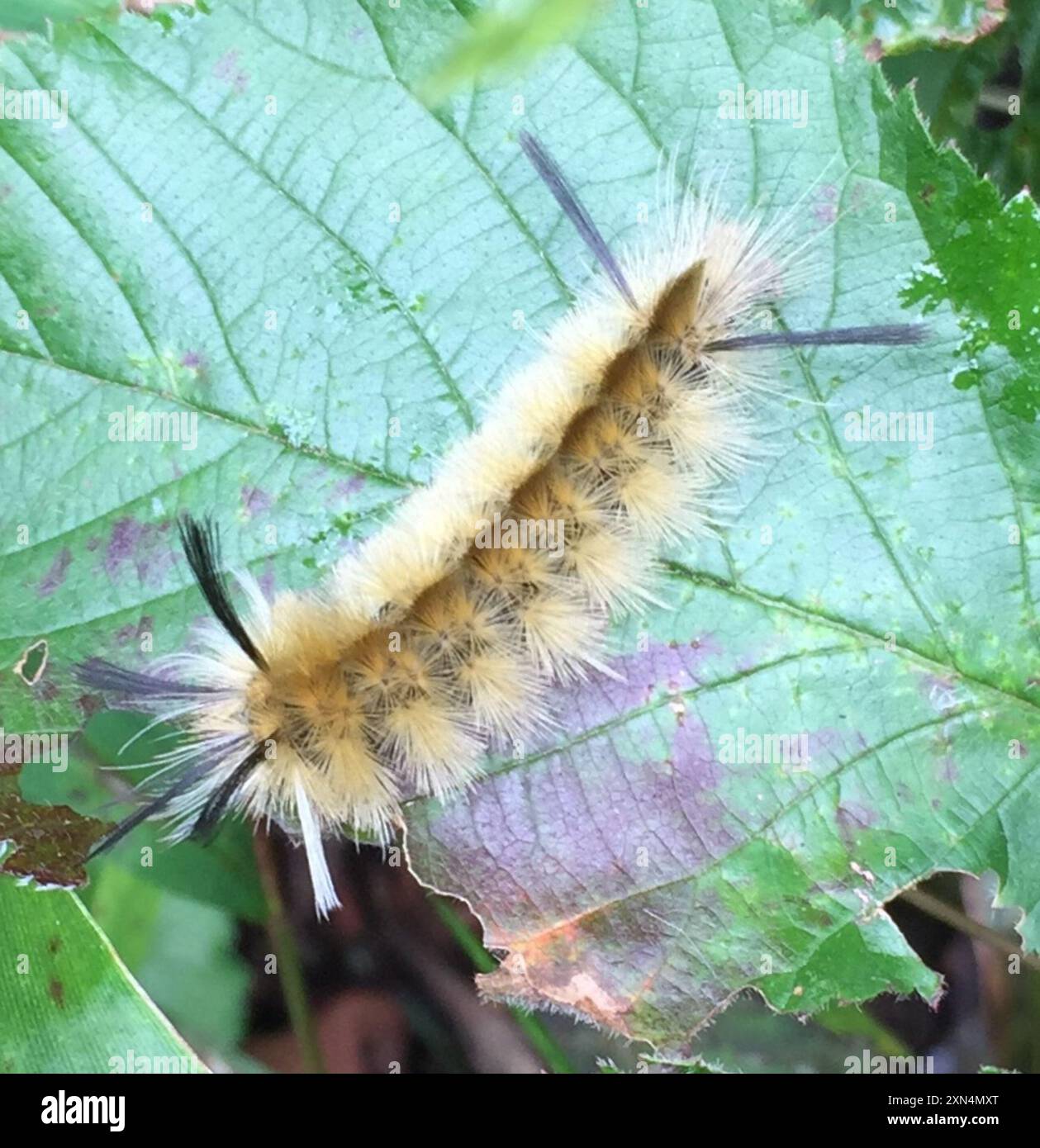Banded Tussock Moth (Halysidota tessellaris) Insecta Stock Photo - Alamy